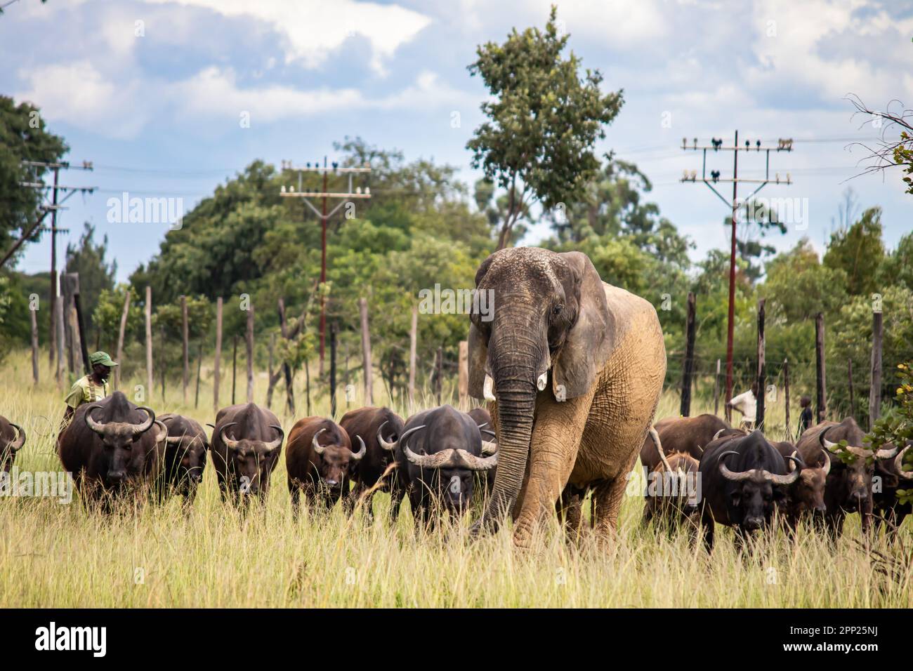 Members of big five African animals, elephant and buffalo walking ...