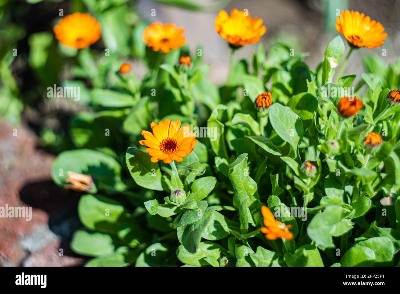 Orange Calendula flowers in the outdoor garden Stock Photo - Alamy