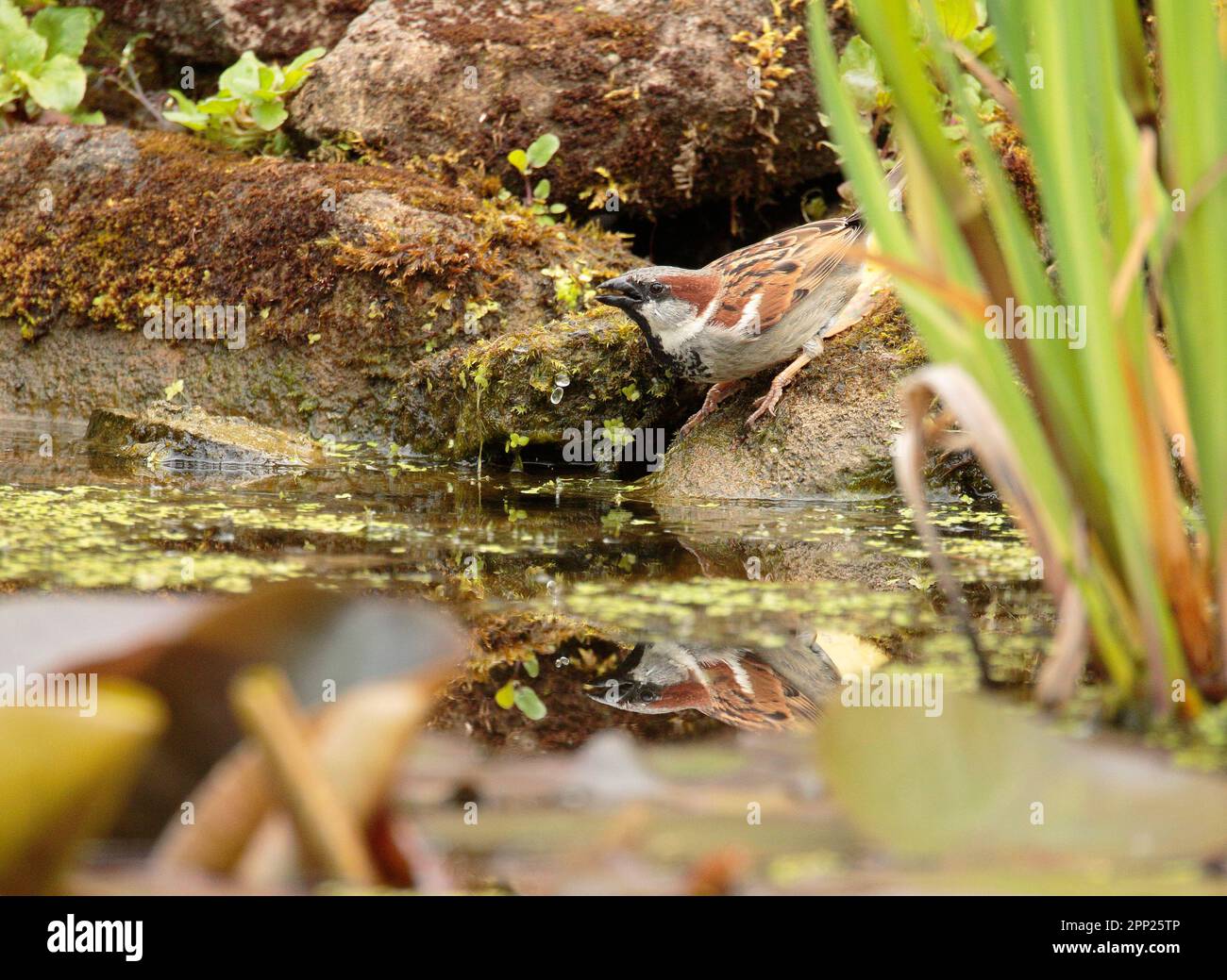 Irish garden birds hi-res stock photography and images - Alamy