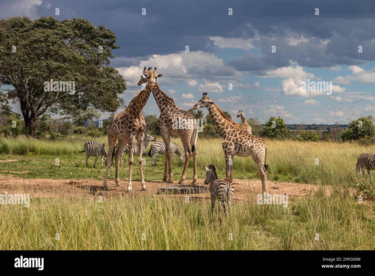 Several wild animals (zebra and giraffe), gathering around water source ...