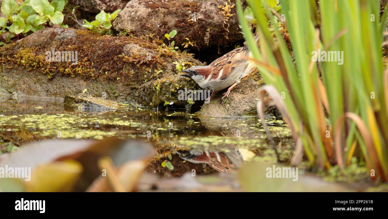 Irish garden birds hi-res stock photography and images - Alamy