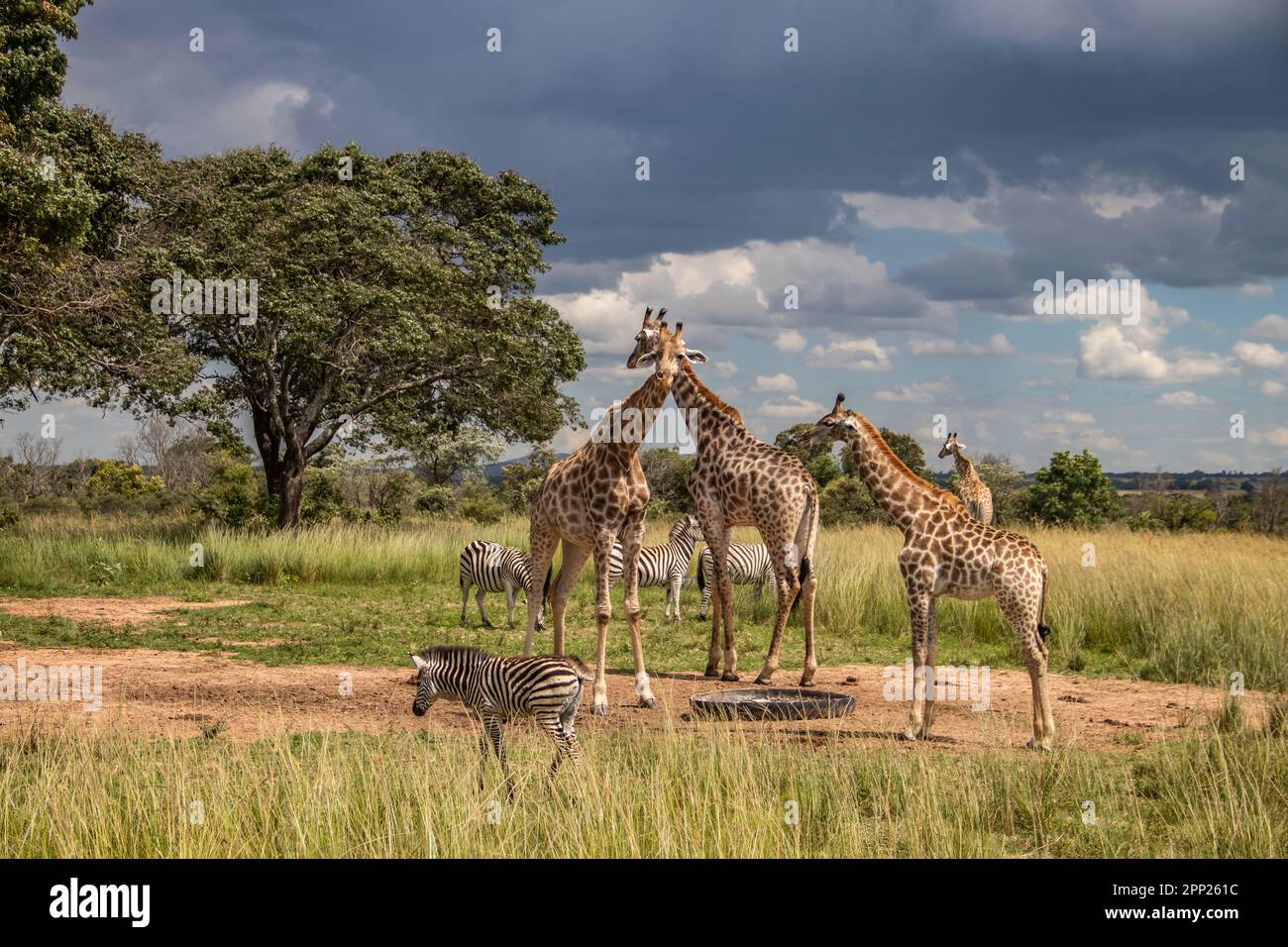 Impala with zebras hi-res stock photography and images - Alamy