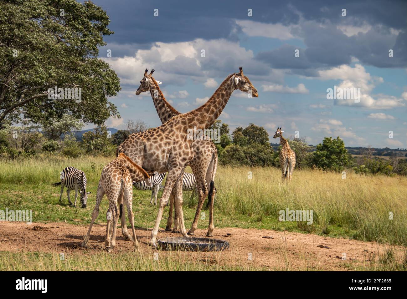 Several wild animals (zebra and giraffe), gathering around water source ...