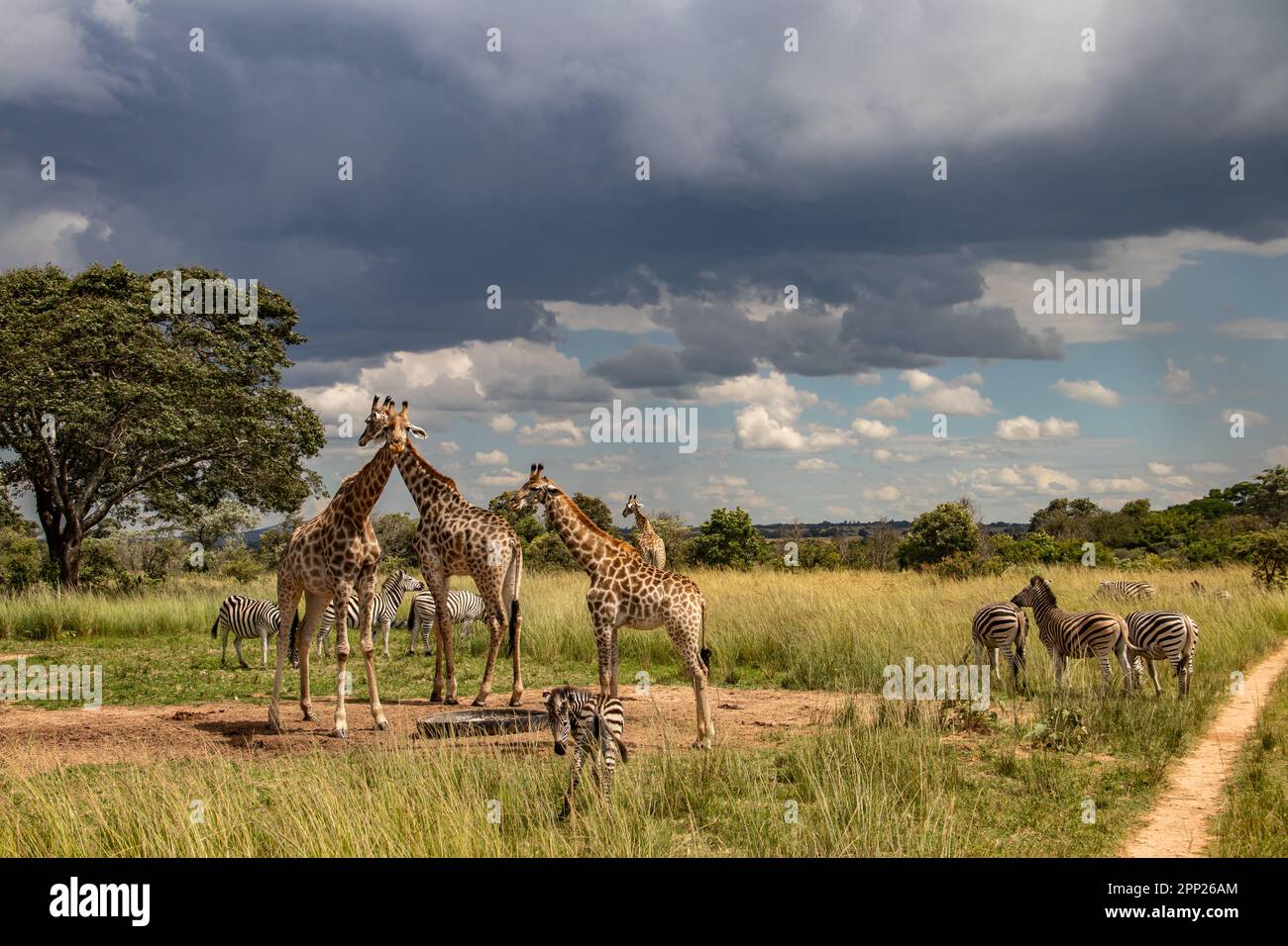 Several wild animals (zebra and giraffe), gathering around water source ...
