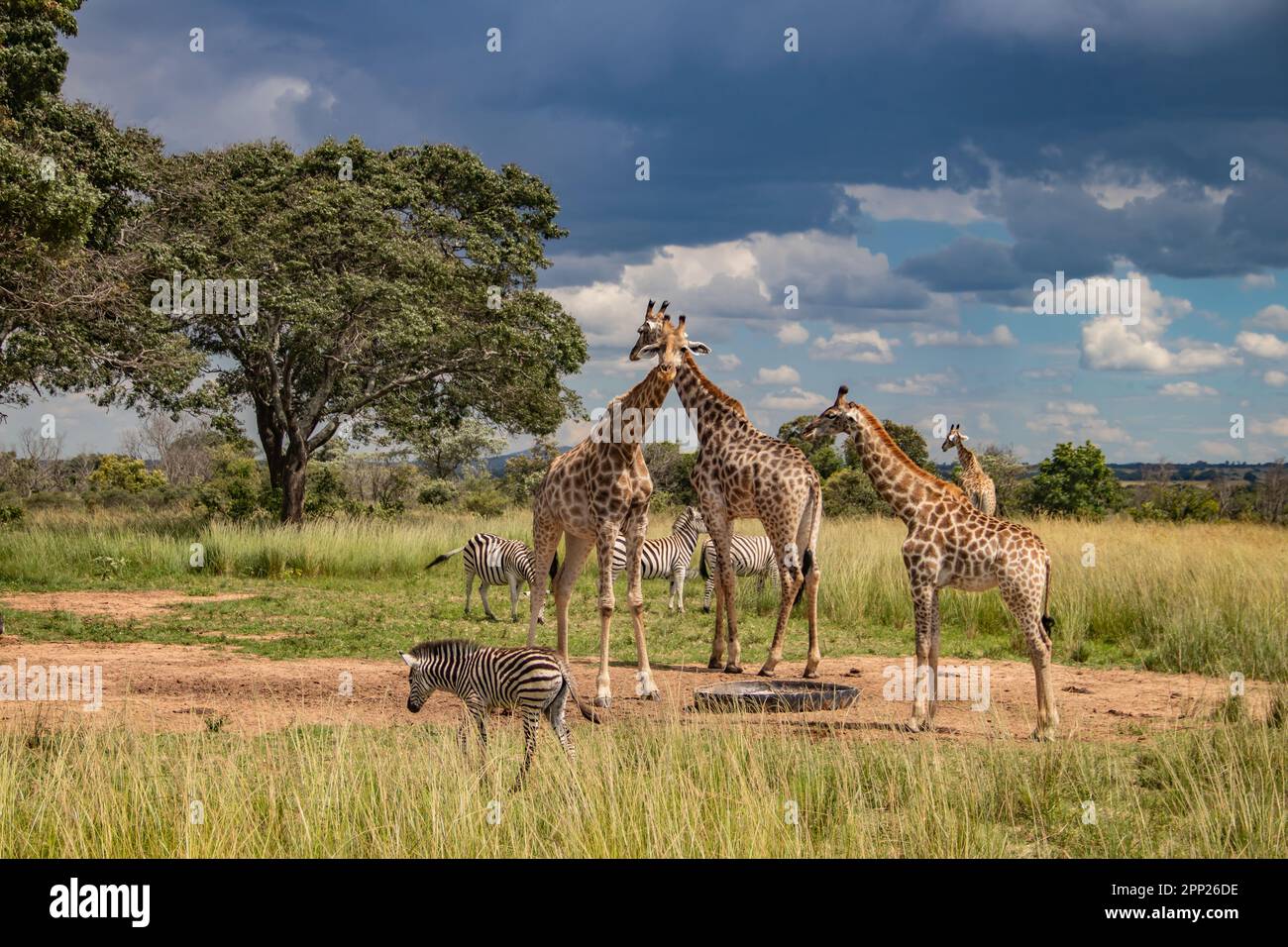 Several wild animals (zebra and giraffe), gathering around water source in savannah in national ...
