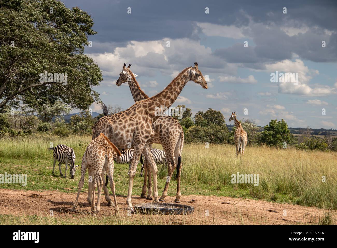 Several wild animals (zebra and giraffe), gathering around water source ...