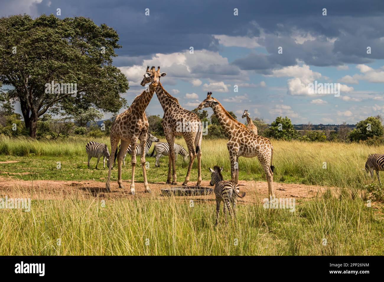 Several wild animals (zebra and giraffe), gathering around water source ...