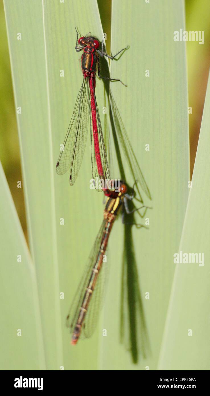 Large Red Damselflies mating Stock Photo - Alamy