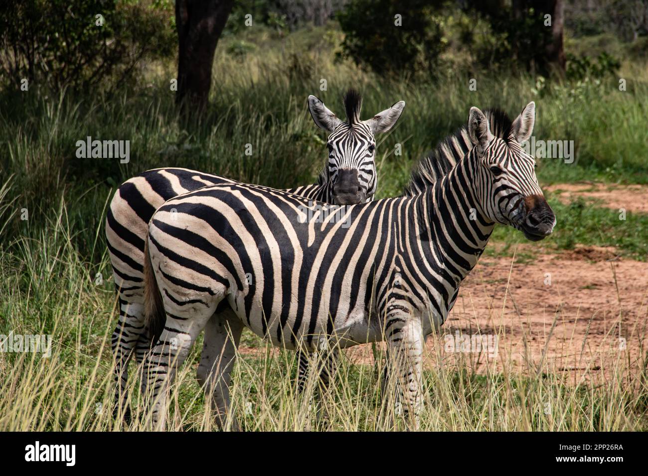 Zebras in her natural habitat in Imire Rhino and Wildlife Conservancy ...