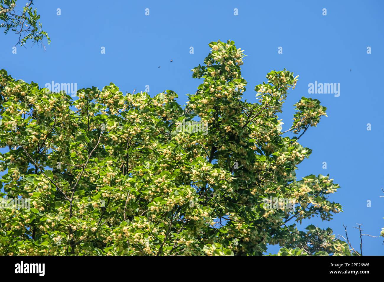 large lime tree against a beautiful sunset sky. lime tree provides ...