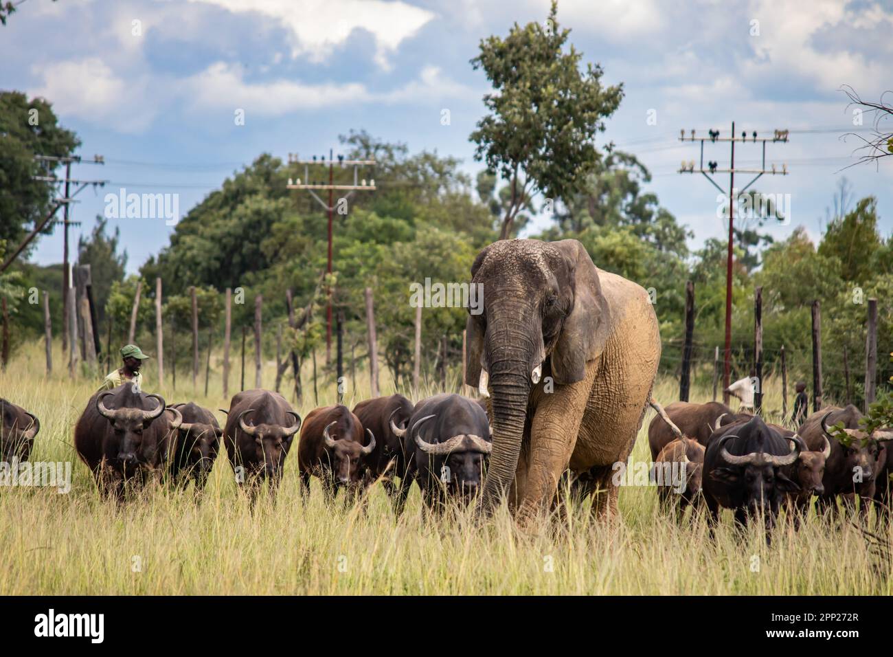 Members of big five African animals, elephant and buffalo walking ...