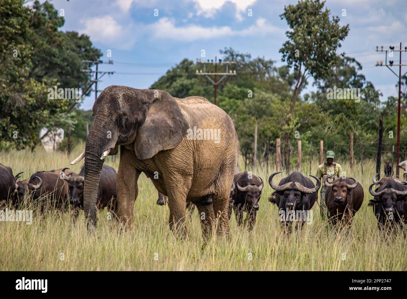 Members of big five African animals, elephant and buffalo walking ...