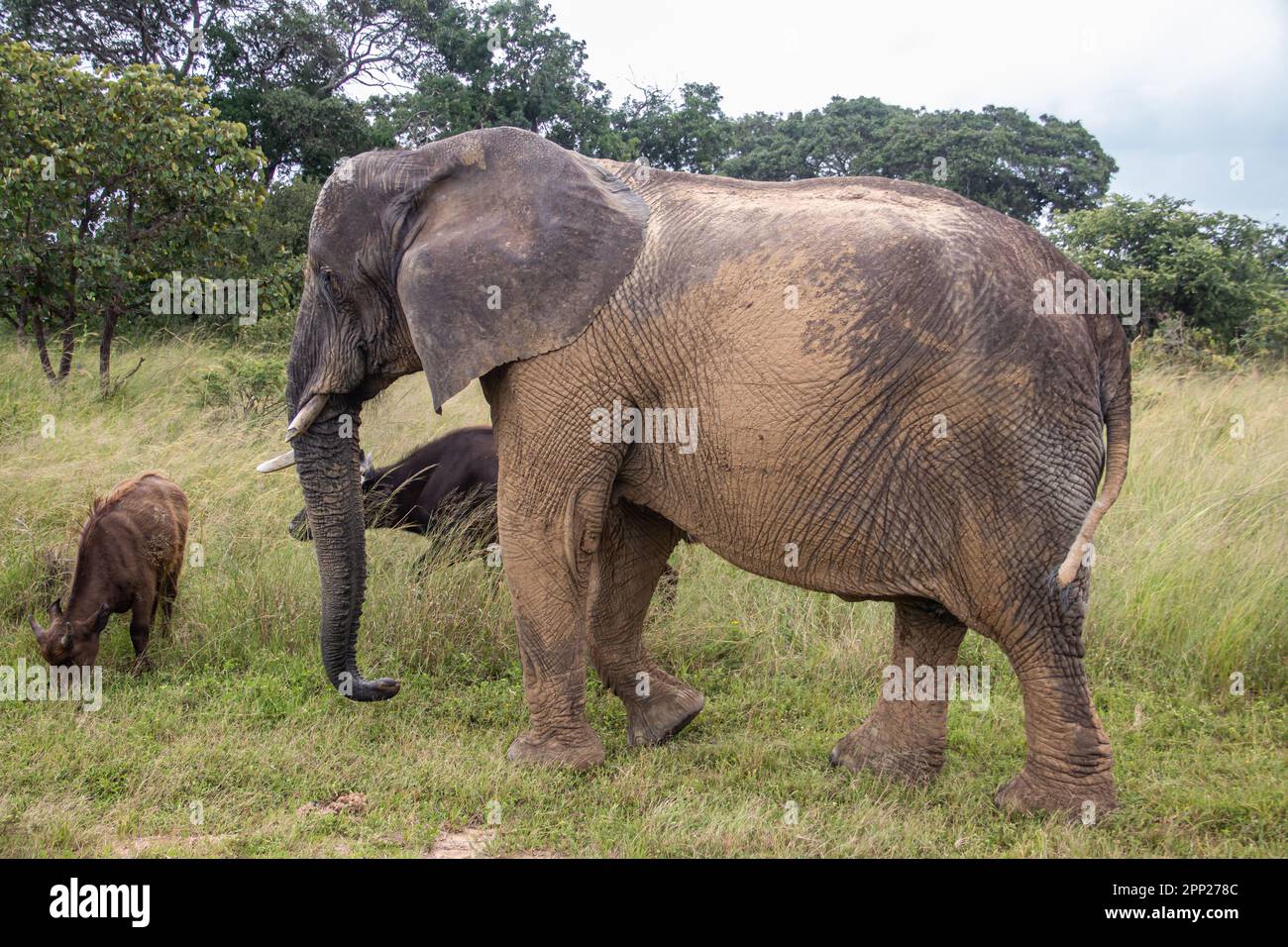 What Are The Big Five Animals In Zimbabwe at Karan Katz blog