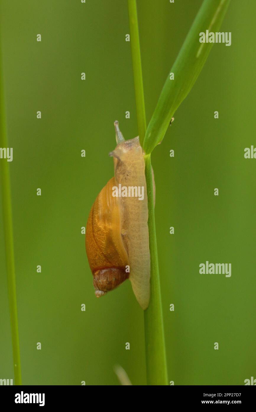 Grassland frogs hi-res stock photography and images - Alamy