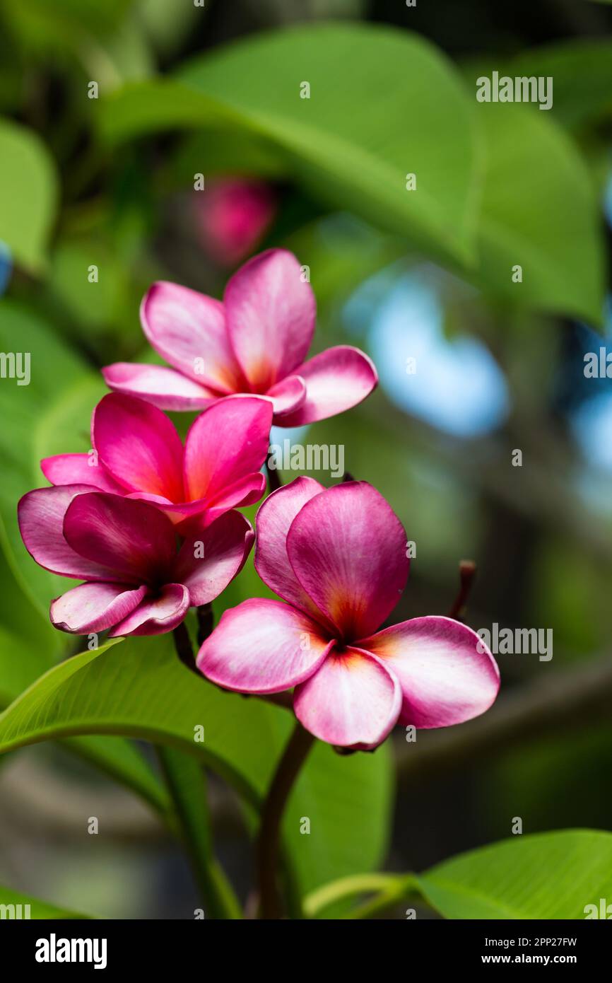 Red plumeria plumeria rubra hi-res stock photography and images - Alamy