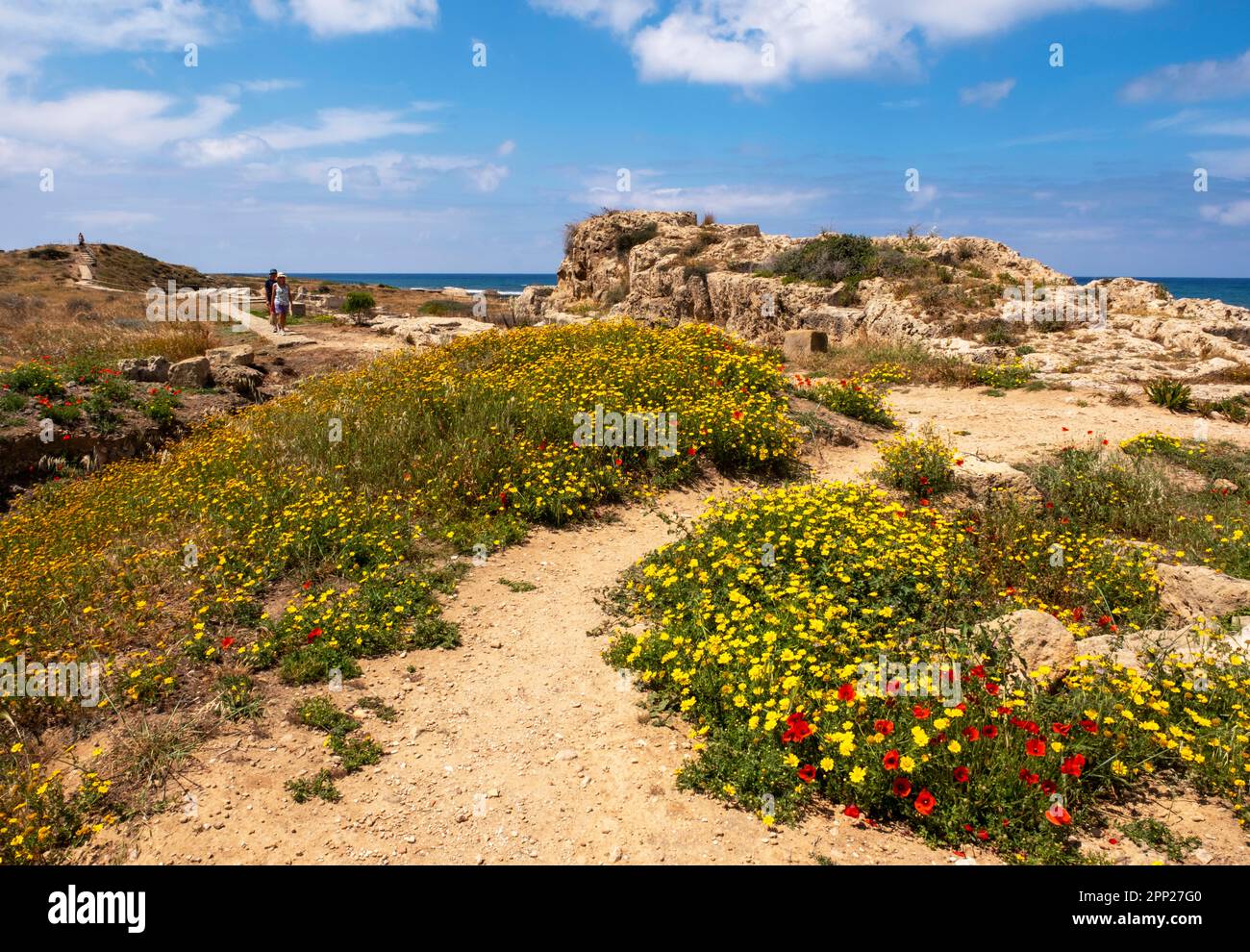 Spring flowers line a pathway through the Paphos Archaeological site ...