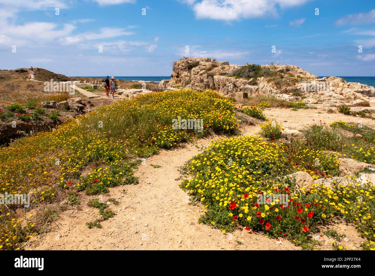 Spring flowers line a pathway through the Paphos Archaeological site ...