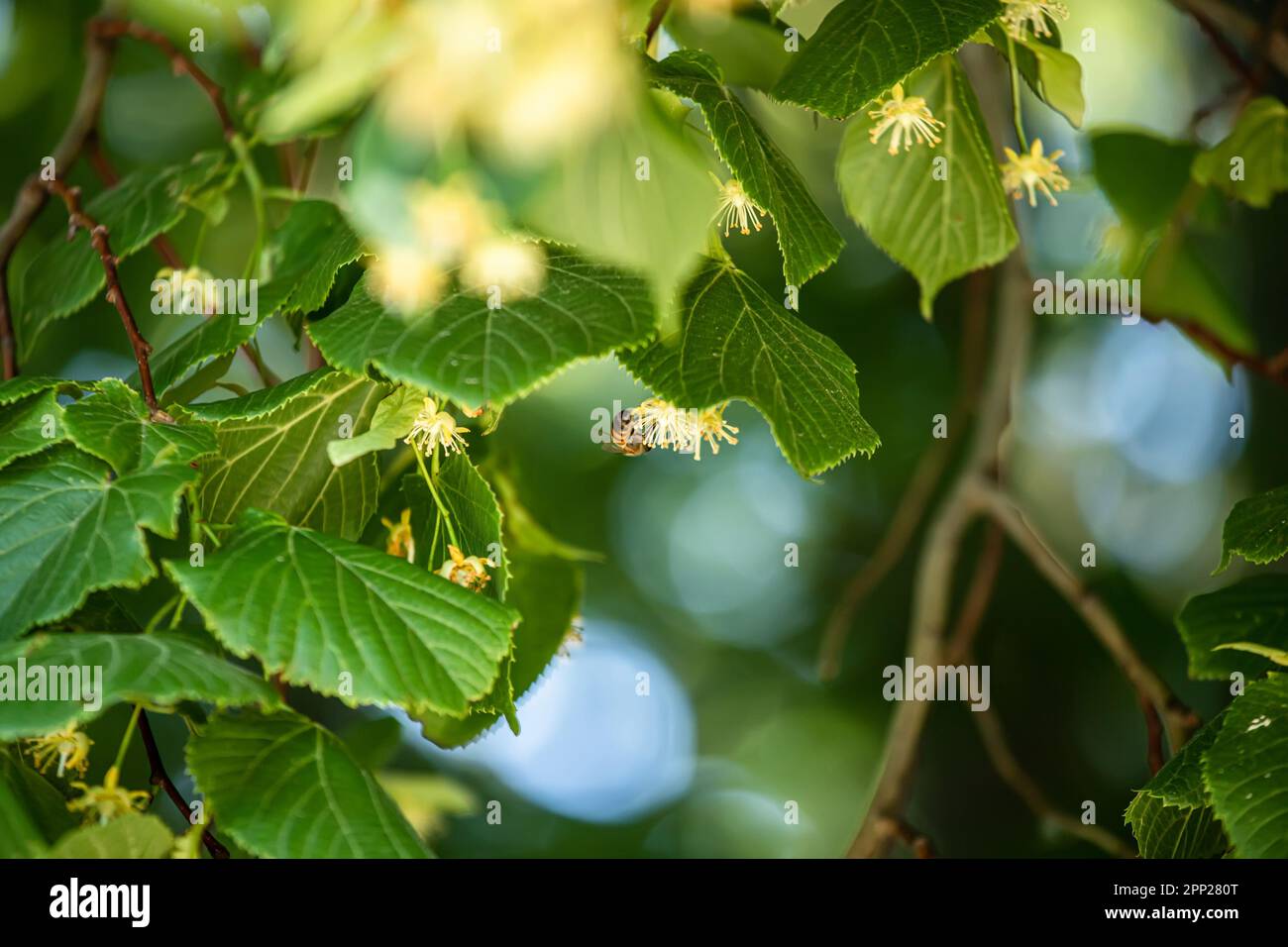 Linden tree tilia park hi-res stock photography and images - Alamy
