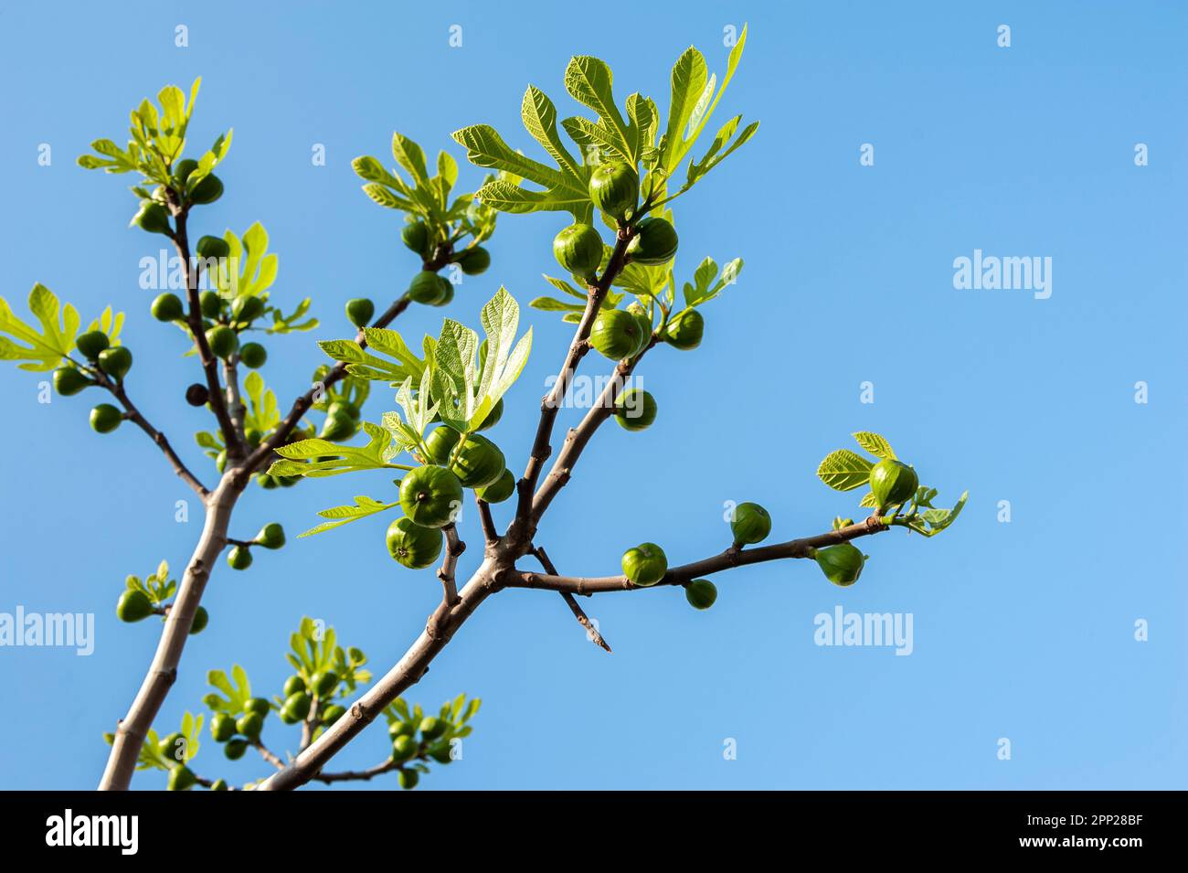 sprouting figs on a fig branch on a blue sky background natural ...