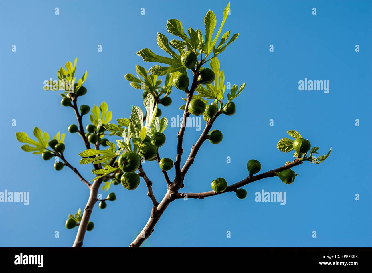 sprouting figs on a fig branch on a blue sky background natural ...