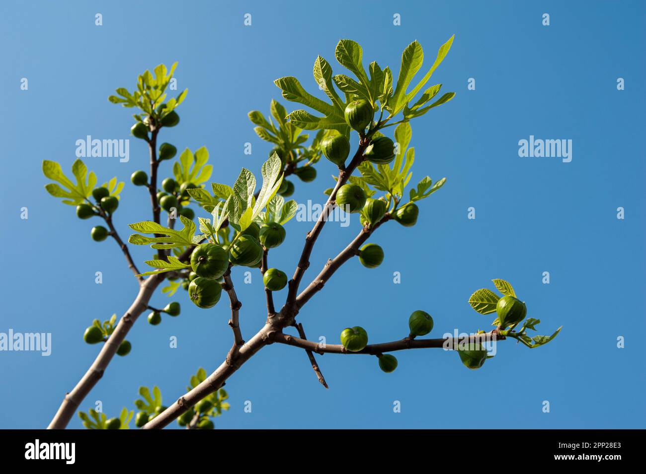 sprouting figs on a fig branch on a blue sky background natural ...