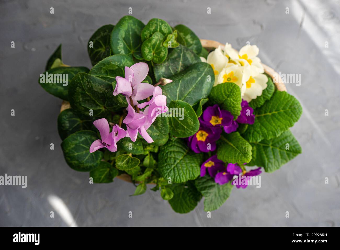 Beautiful floral composition in bloom in the pot Stock Photo - Alamy