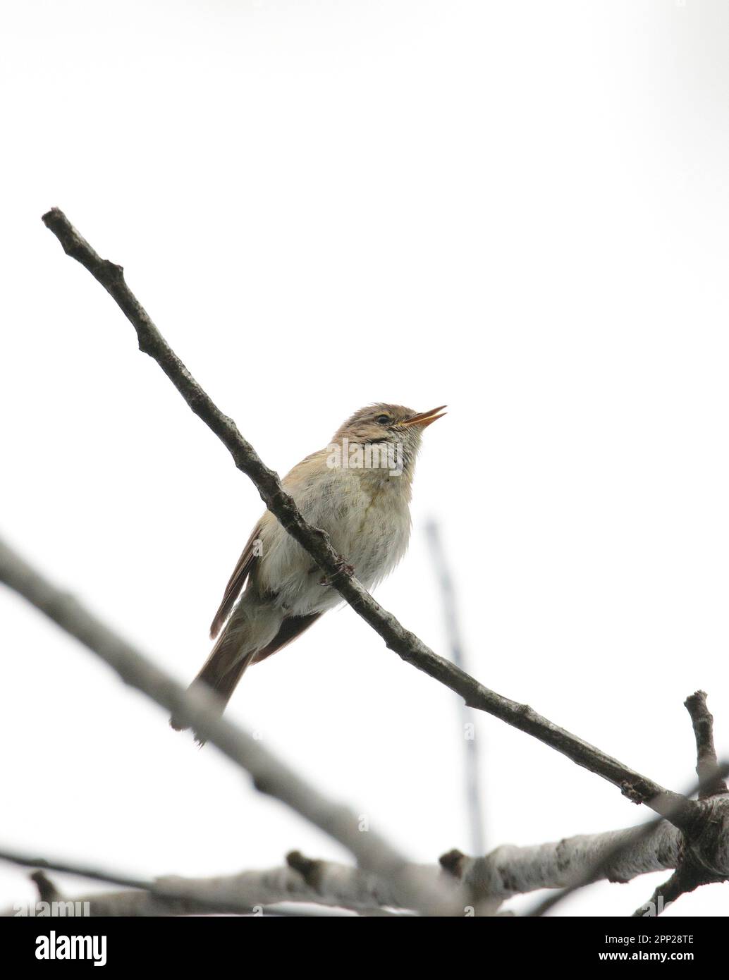 Distinctive birdsong hi-res stock photography and images - Alamy