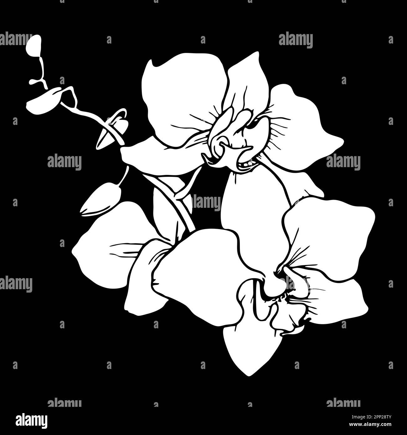 Orchid flower line drawing hi-res stock photography and images - Alamy