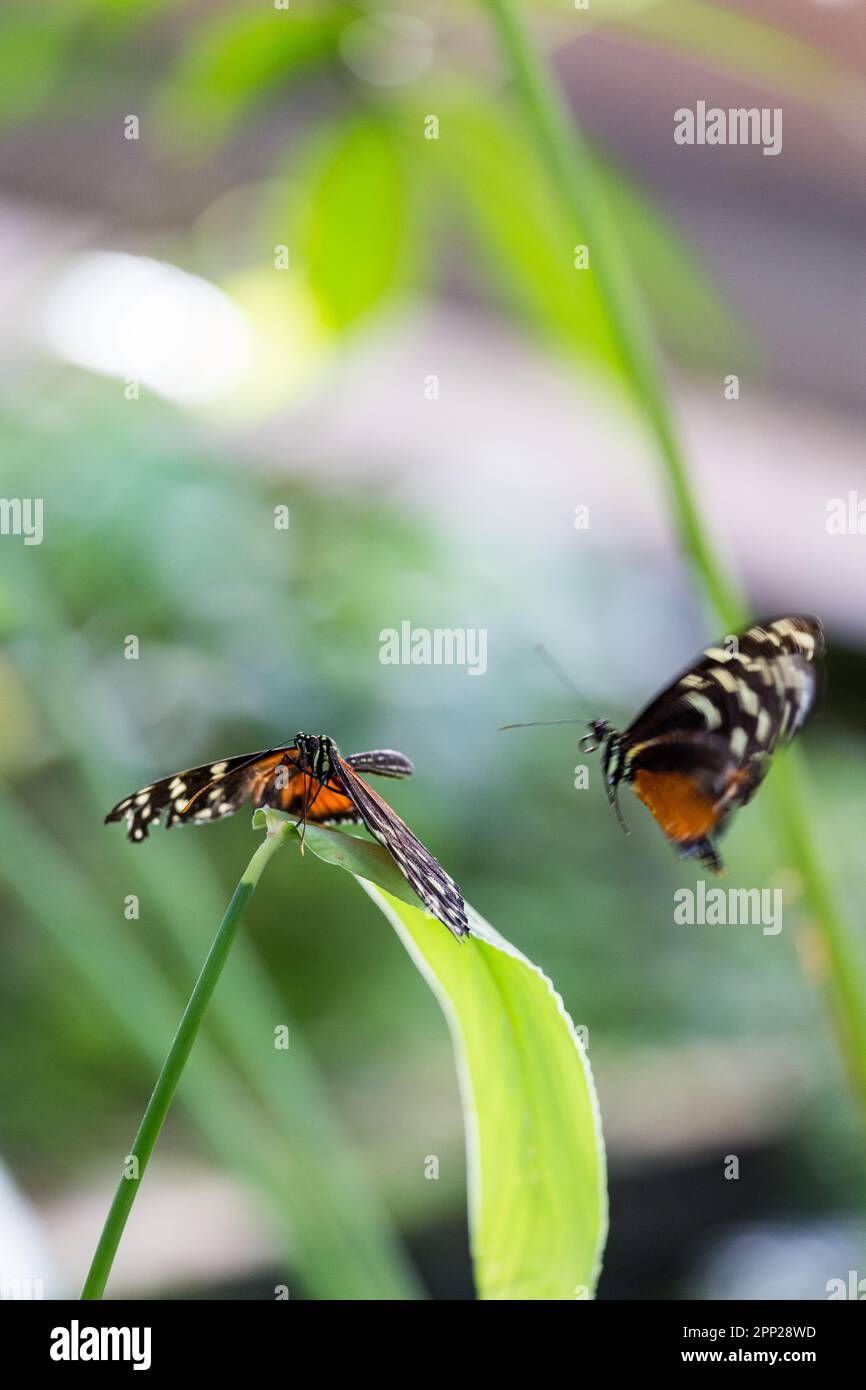 Two Golden Longwing (Heliconius Hecale) Butterflys during Mating Flight ...