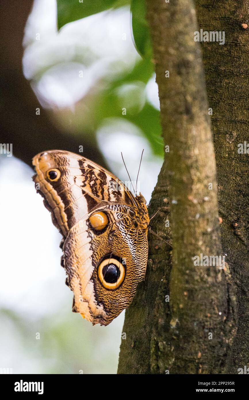 Cream striped owl hi-res stock photography and images - Alamy