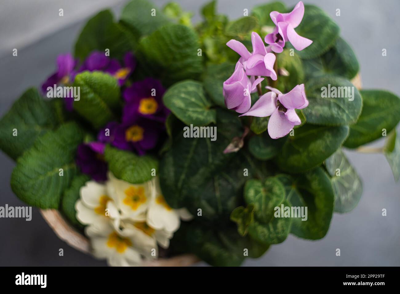 Beautiful floral composition in bloom in the pot Stock Photo - Alamy