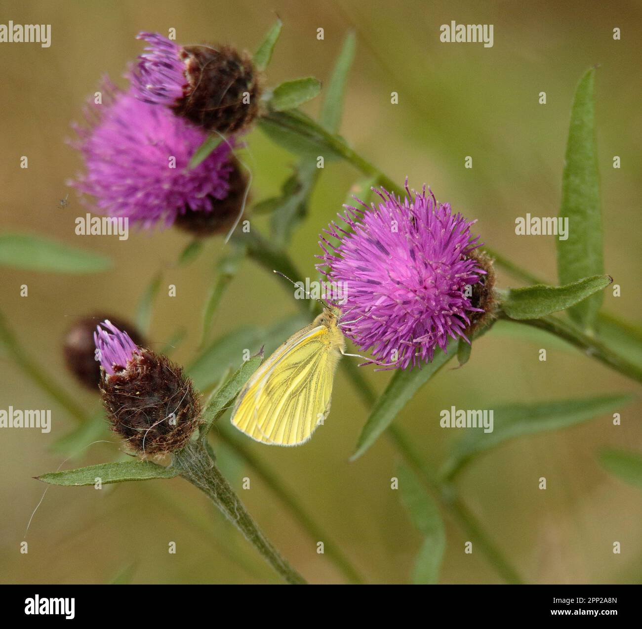 Spiracle butterfly hi-res stock photography and images - Alamy