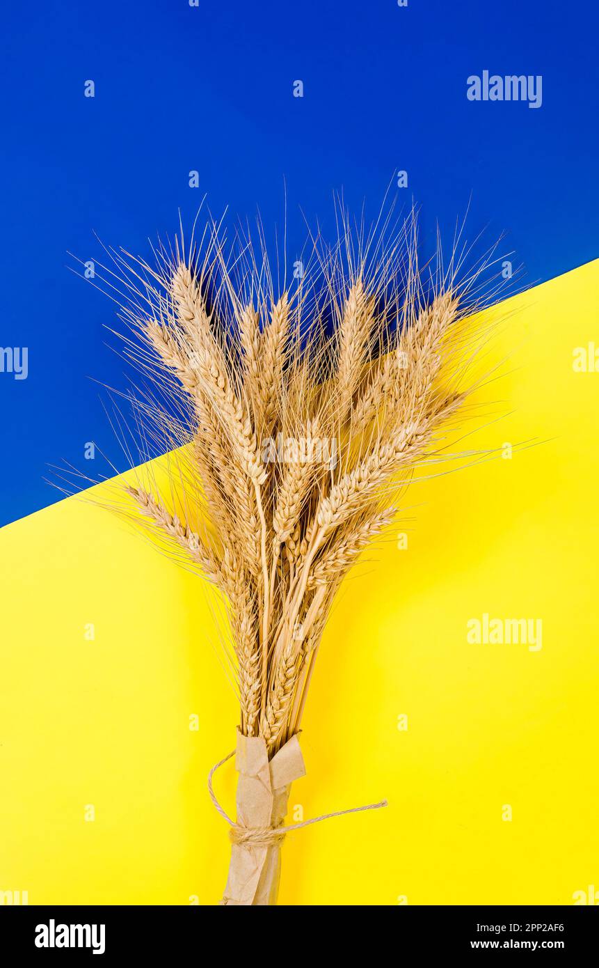Ears of ripe wheat onyellow and blue background. Colors symbols of ...