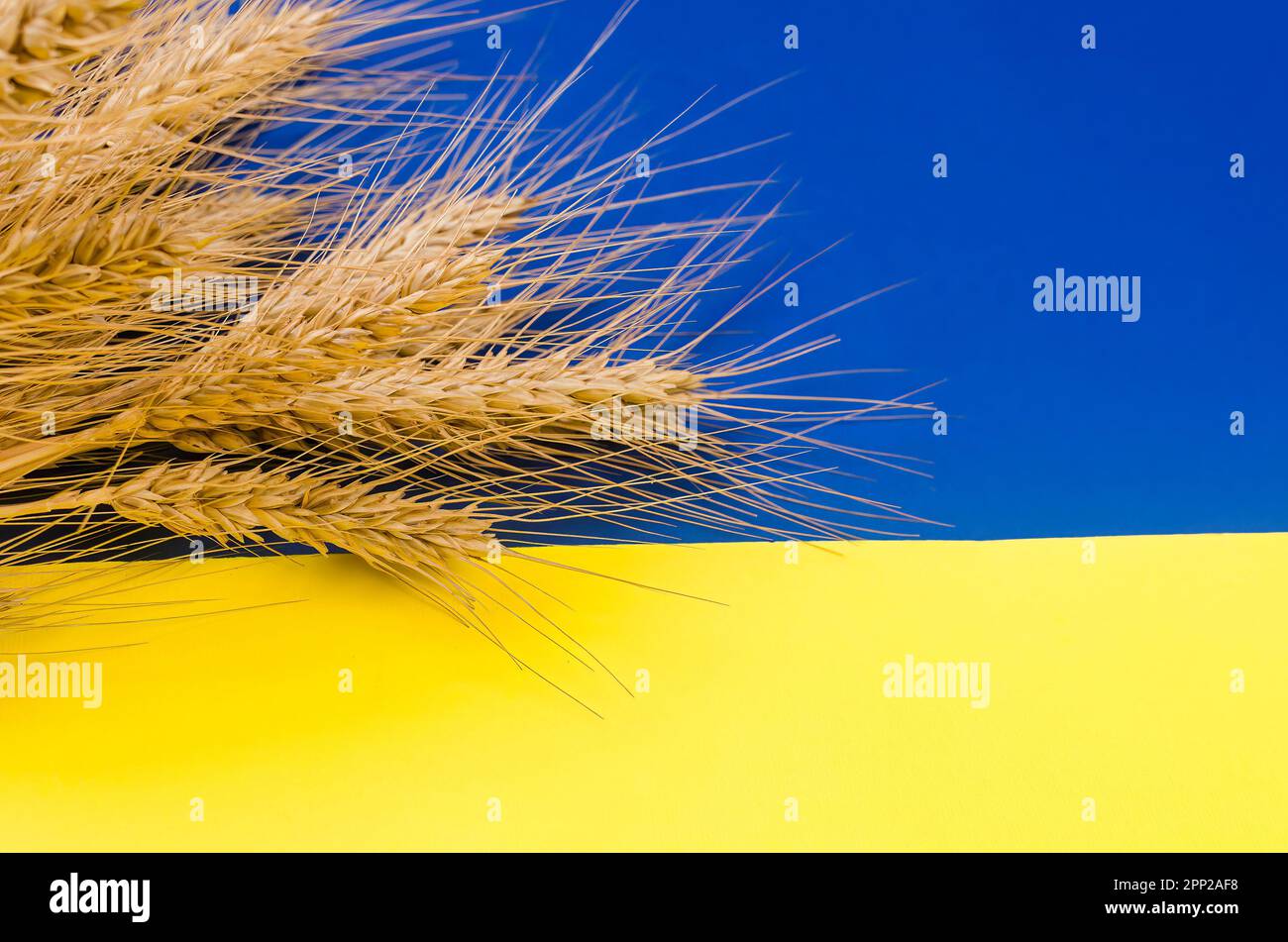Ears of ripe wheat onyellow and blue background. Colors symbols of ...