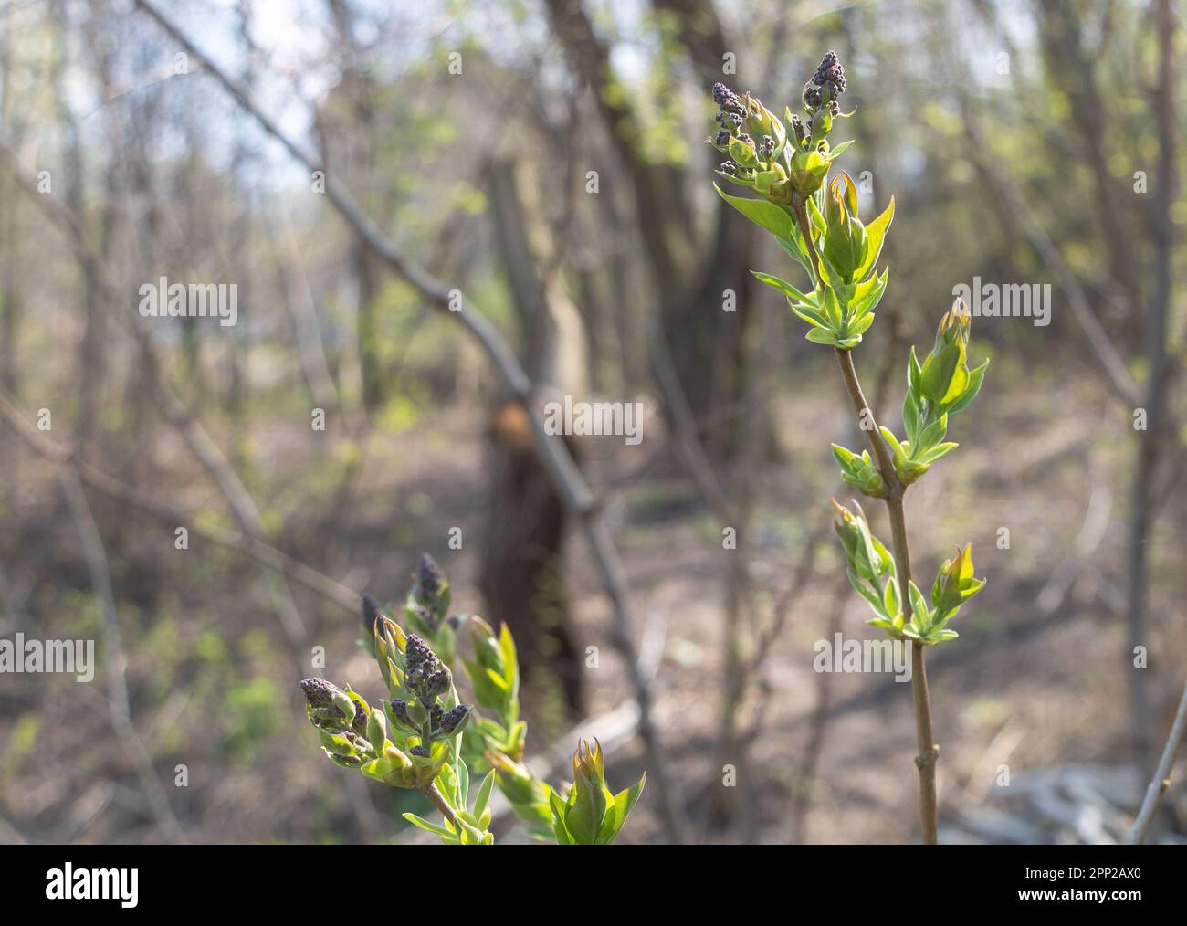 The Promise of Spring: Lilac Flower Buds Stock Photo - Alamy