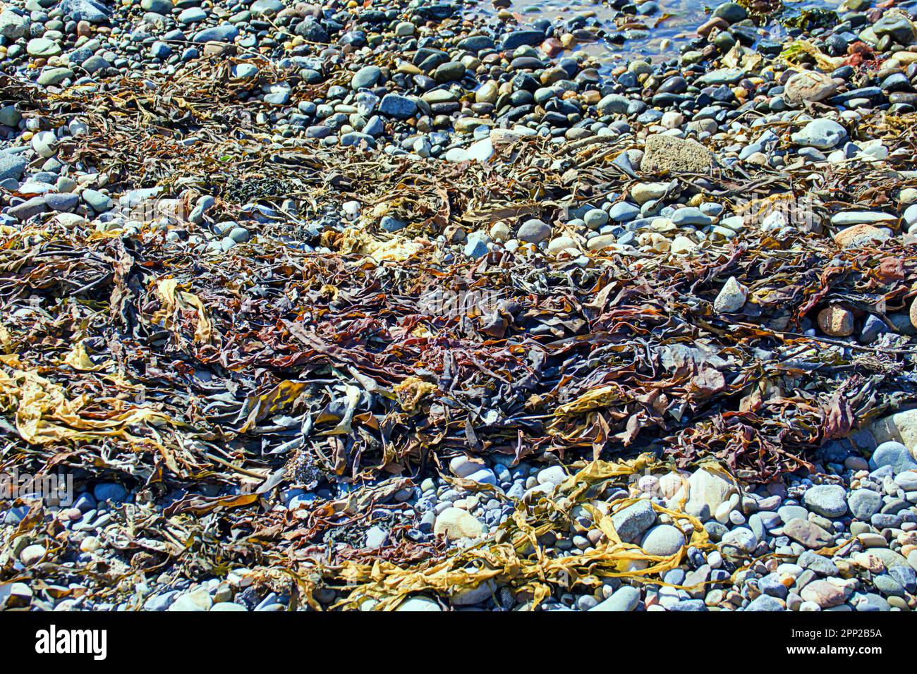 seaweed abstract background ayr beach Stock Photo - Alamy