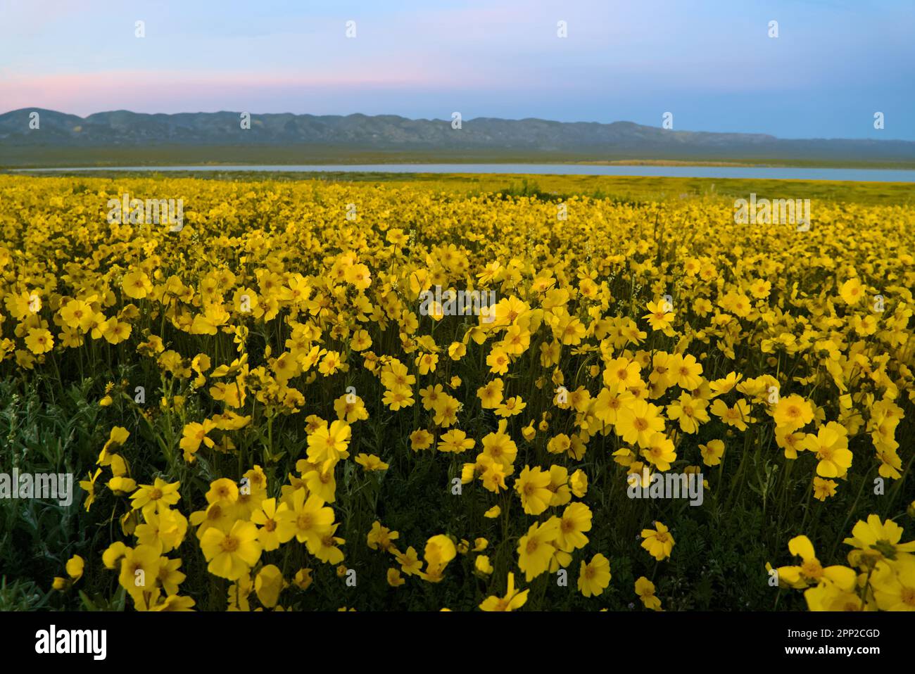 A field of full bloom yellow coreopsis in the morning sun light with ...