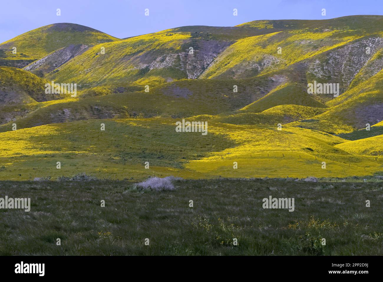 Yellow and purple flowers covered rolling hills Stock Photo - Alamy