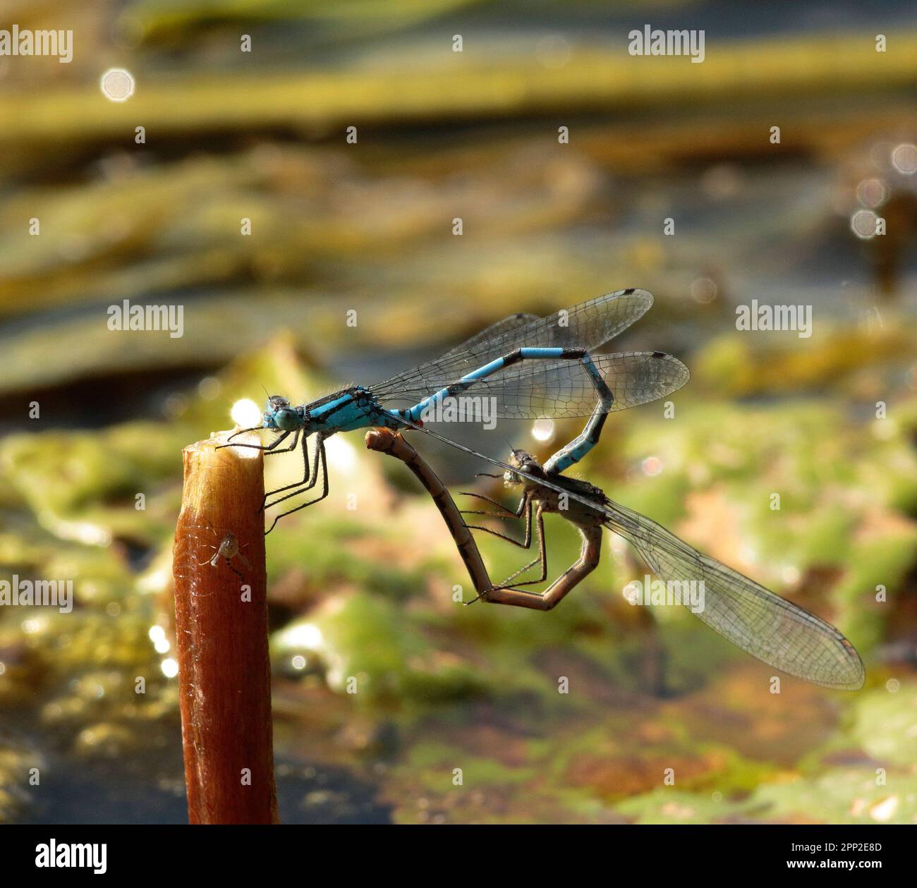 Blue Damselflies mating and egg laying Stock Photo - Alamy