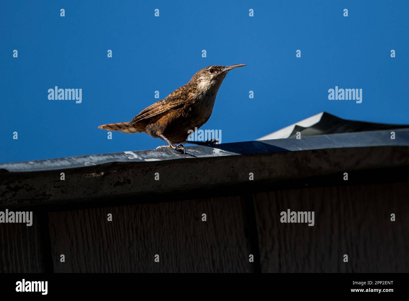 a bird on the roof Expedition of biologists and scientists from MEX and ...