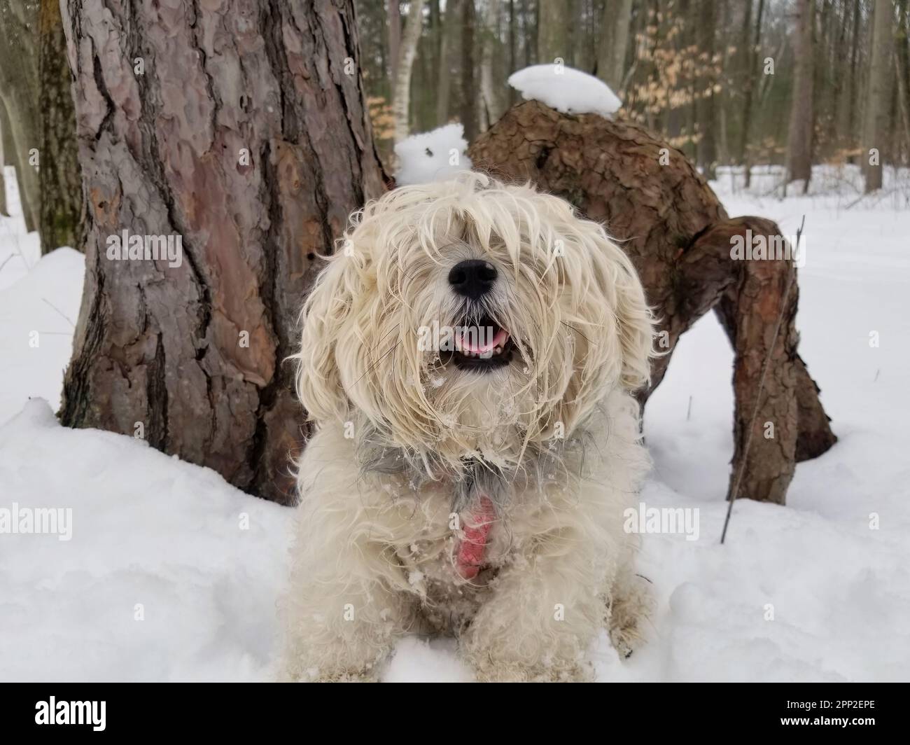 Close up of a Cute Adorable Shaggy Snorkie Dog with Long Fur Covering ...