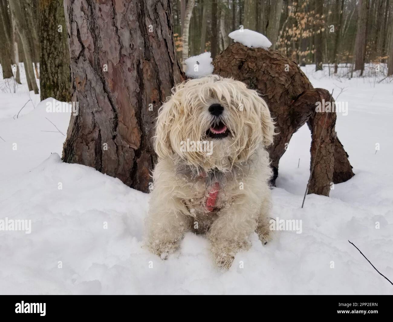 Close up of a Cute Adorable Shaggy Snorkie Dog with Long Fur Covering ...