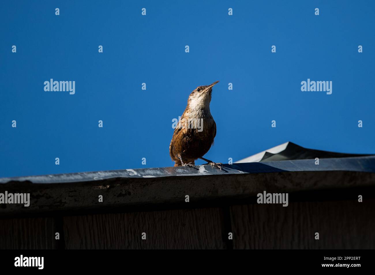 a bird on the roof Expedition of biologists and scientists from MEX and ...