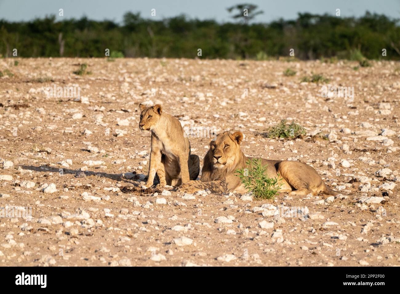 Lionesses resting together in hi-res stock photography and images - Alamy