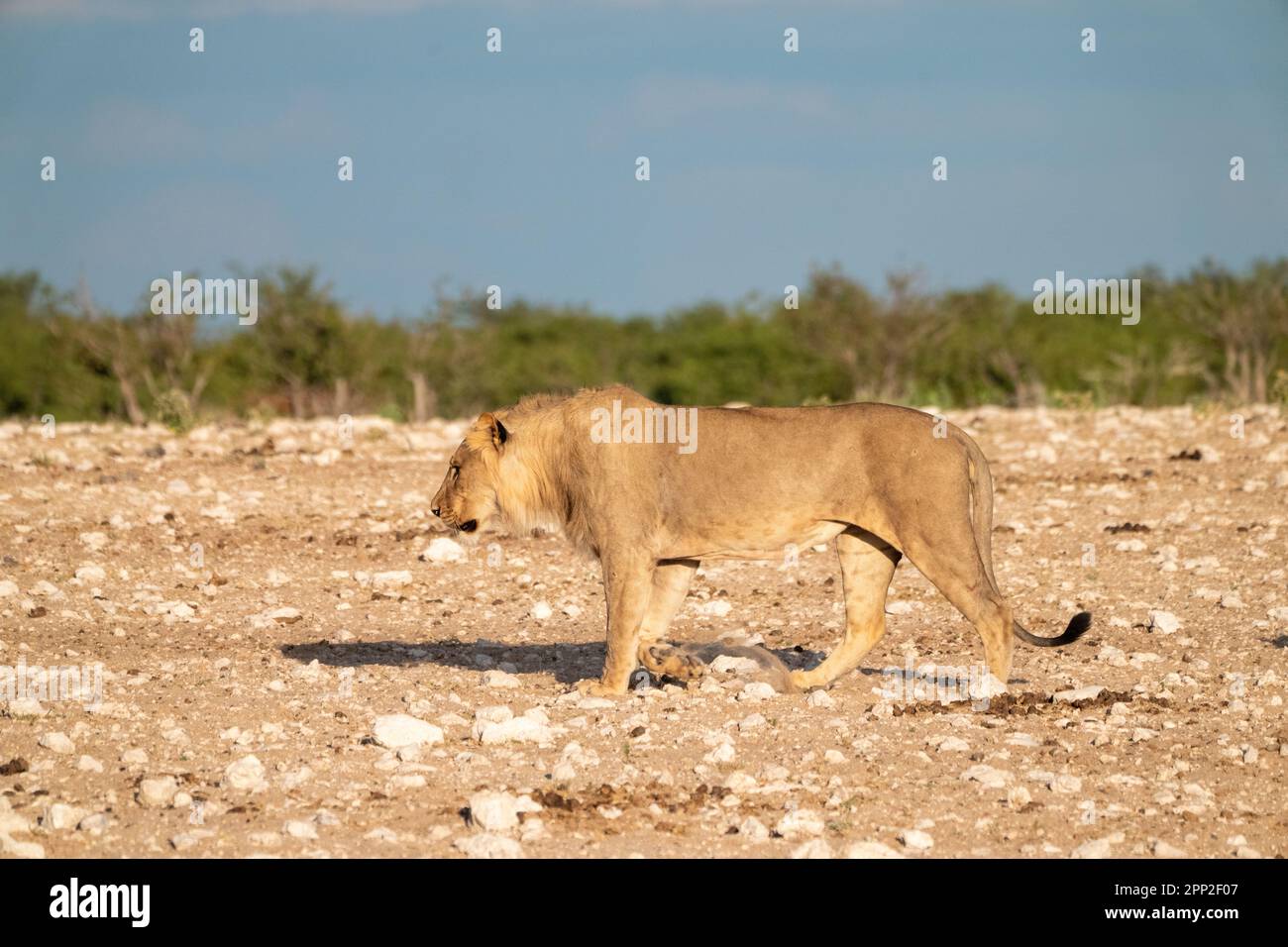 Beautiful young male lion walking hi-res stock photography and images ...