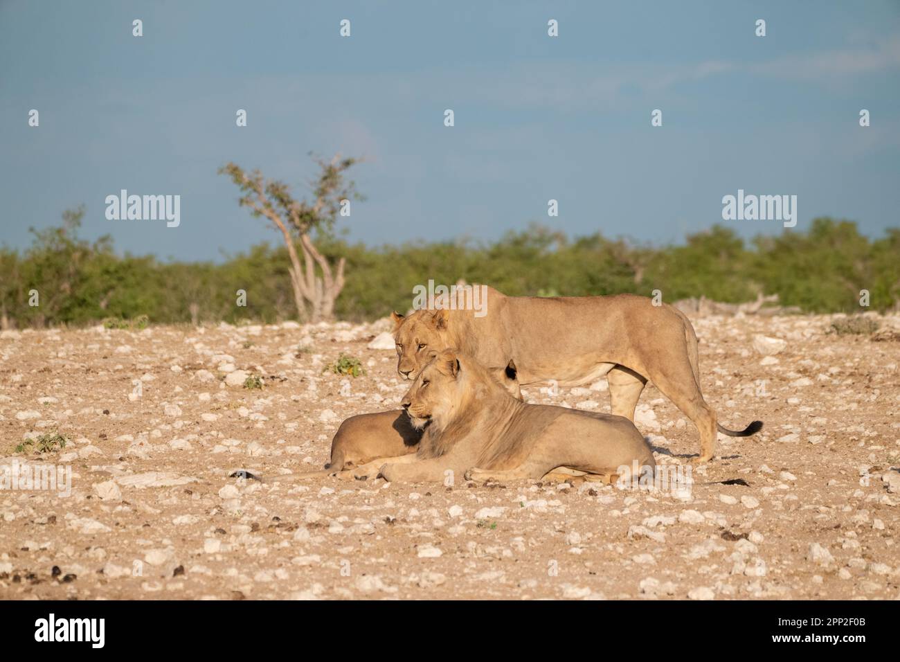Lionesses resting together in hi-res stock photography and images - Alamy