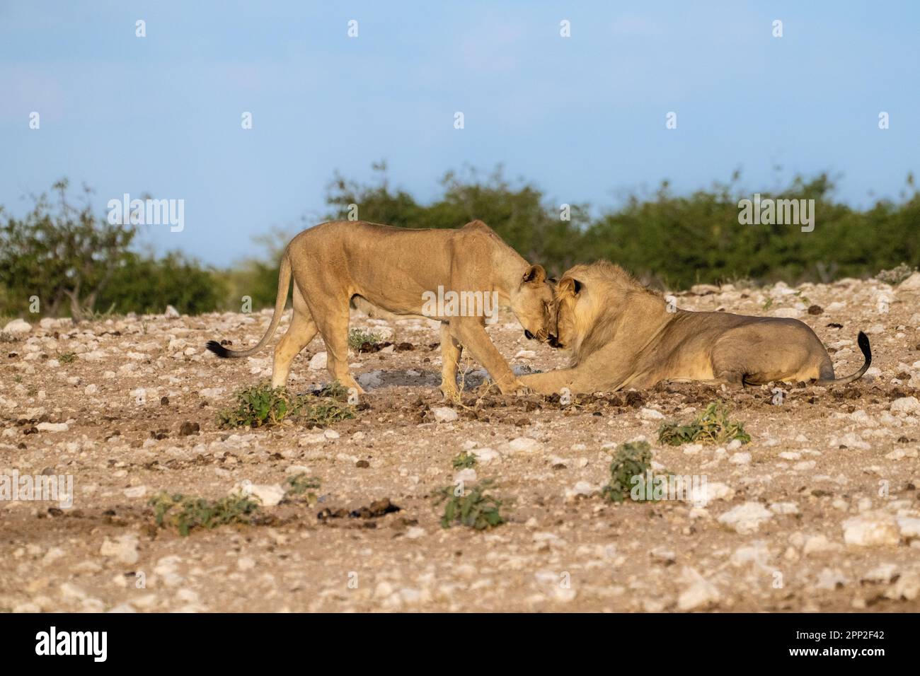 lions and lionesses Meeting greeting behavior between lions Stock Photo ...