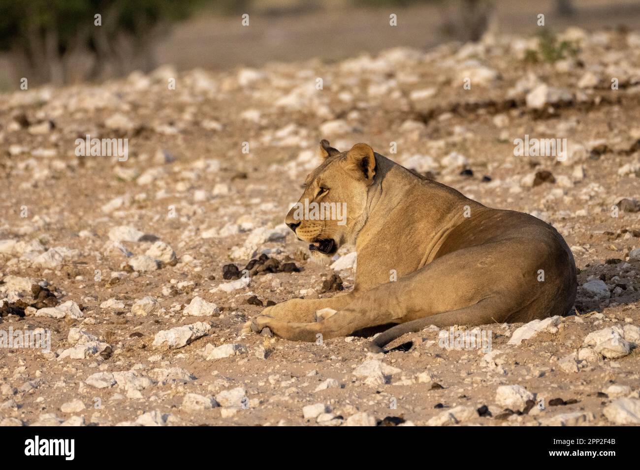 Lionesses resting together in hi-res stock photography and images - Alamy