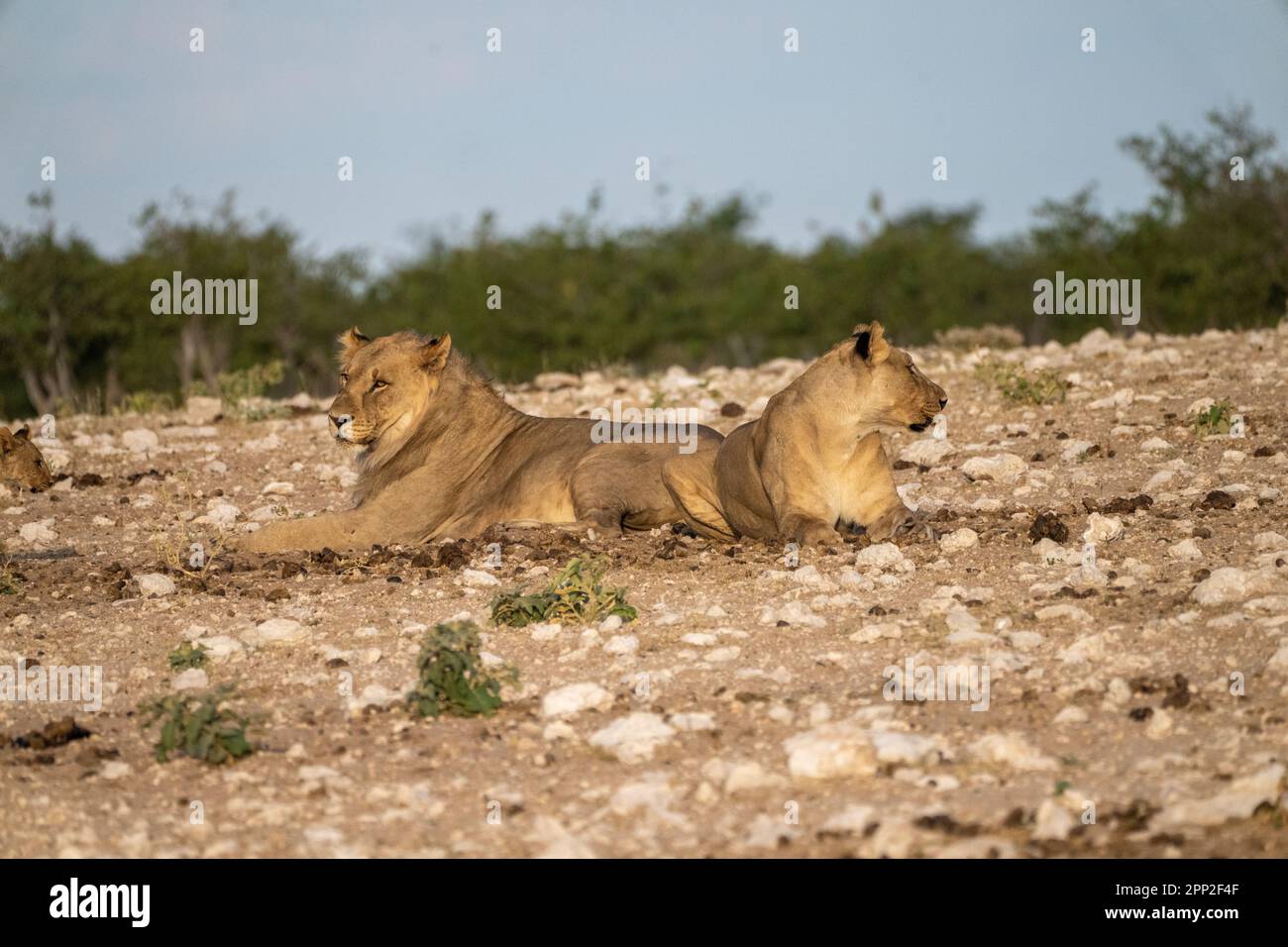 Lionesses resting together in hi-res stock photography and images - Alamy