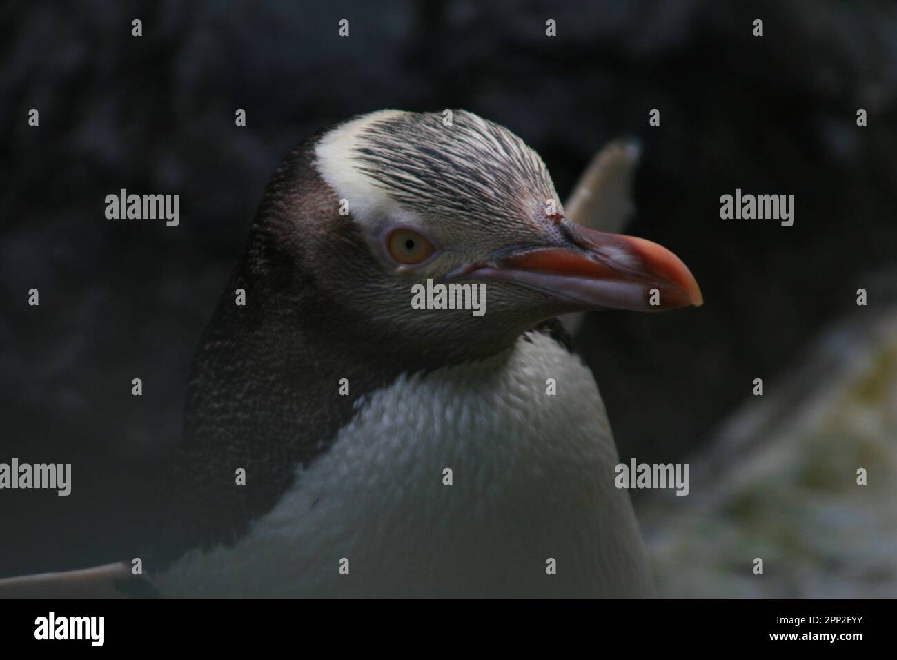 Rare Yellow Eyed Penguin, Hoiho, on Otago Peninsula Stock Photo - Alamy